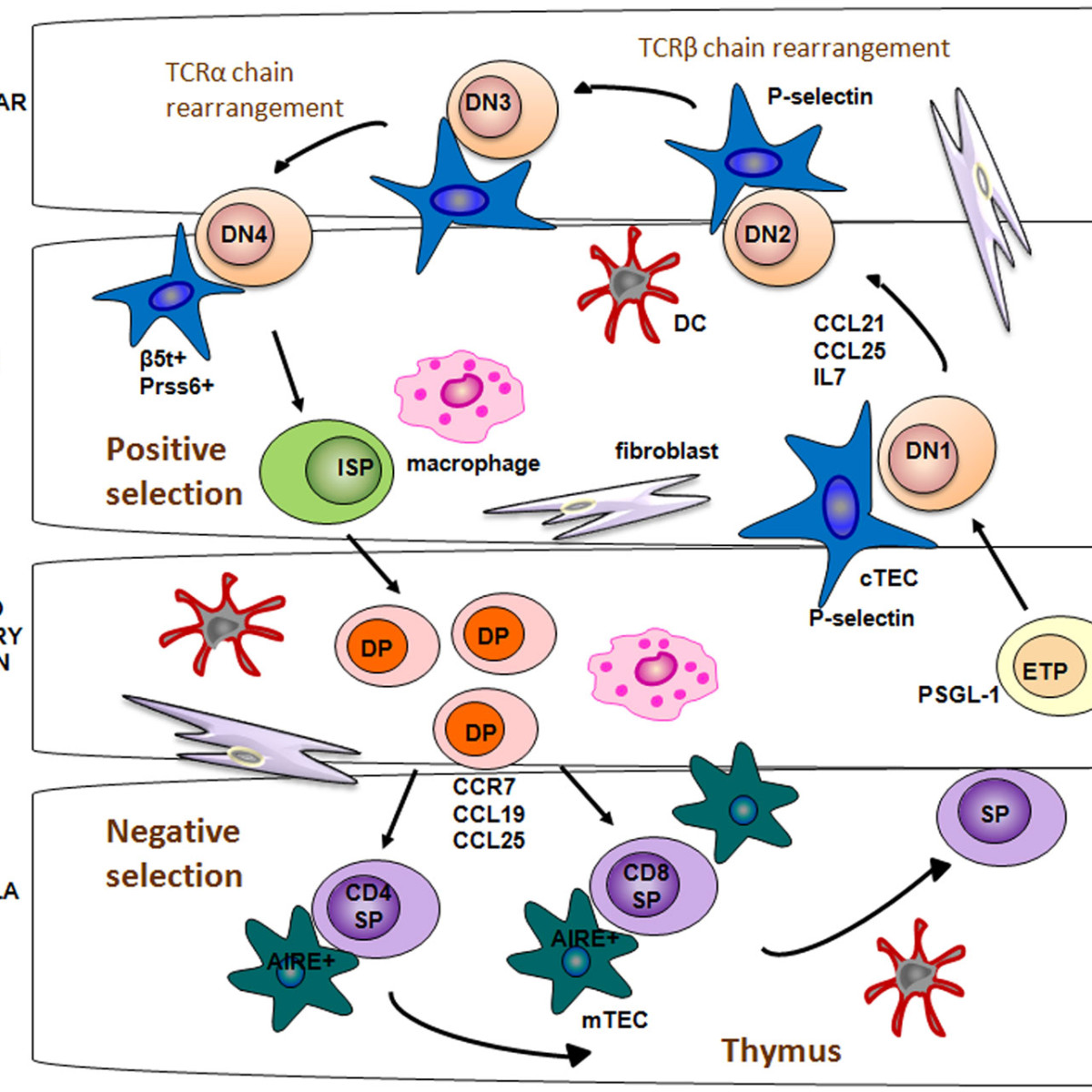 T-cell development | Jason and Jarvis Associates, LLC